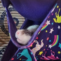 Apple Wood Chew Sticks for Rats and Other Small Mammals - Etsy