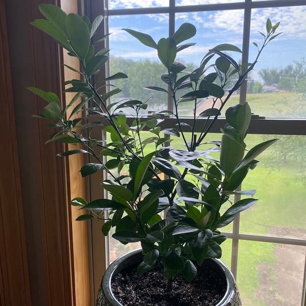 Thornless Mexican Key Lime Tree - 26-30" Tall - Gallon Pot - Live Plant ...