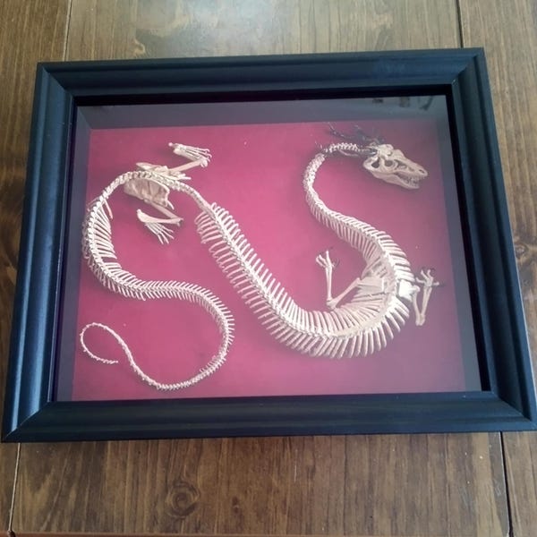 Eastern Dragon Skeleton, Curiosity Cabinet - Etsy