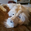 PDF PATTERN for Falkor Plush - Etsy Canada