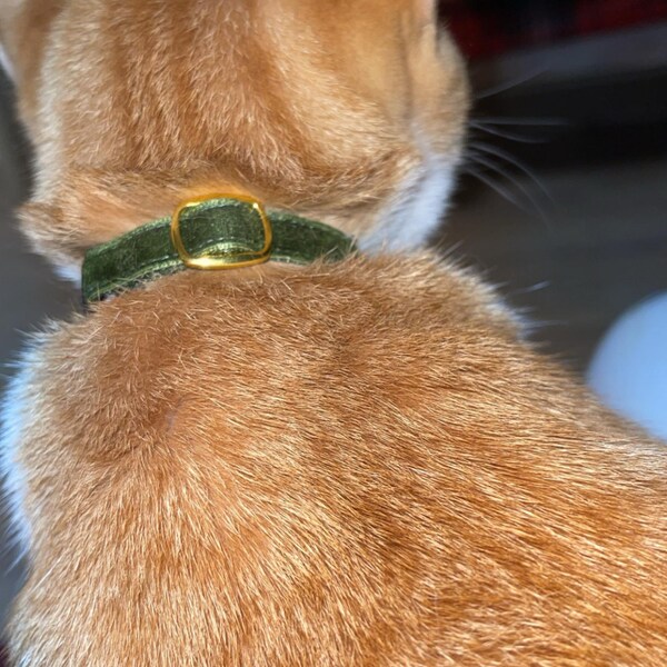Light Green Embroidered Breakaway Cat Collar, Small Dog Collar, Kitten ...