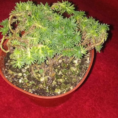 Mini Joshua Tree Succulent 4 Pot Thick and Full Sedum Multiceps Rare - Etsy