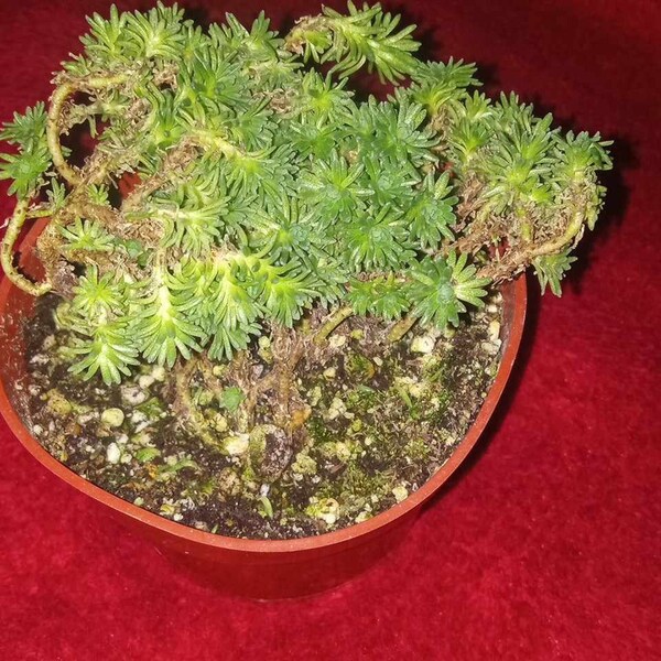 Mini Joshua Tree Succulent 4" Pot Thick and Full - Sedum Multiceps ...