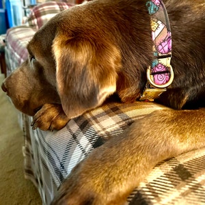 ACU Digital Camo Dog Collar by Swanky Pet - Etsy