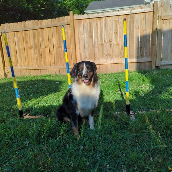 Dog Agility Panel Jump - Etsy