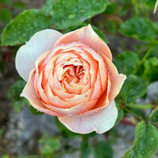 Kong Meng-lilac Rose-live Plant Rose - Etsy