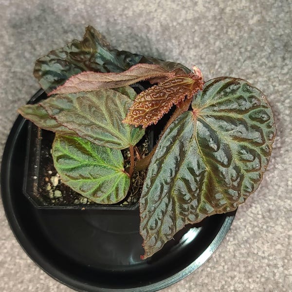Variegated Philodendron Micans ‘mint’ (non-exact) - Etsy