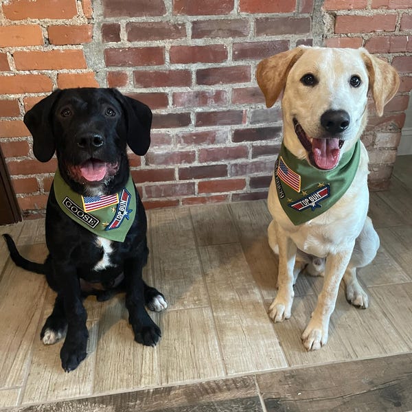 Feelin Flirty Hand Knitted Dog Dress, Sweater Dress, Dog Clothes, Dog ...