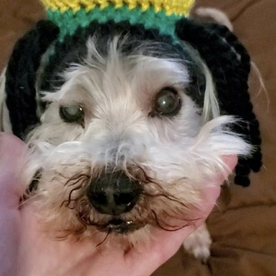 RASTA Pet Hat With or Without Dreads Humorous 2 to 20 Lb Pets Made to ...