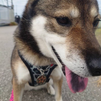 K9 Officer Police Badge Dog Tag-custom Engraved Dog Collar Tag-law ...