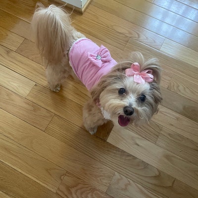 50 Medium Dog Grooming Bows Variety Pack Top Quality Grosgrain Ribbons ...