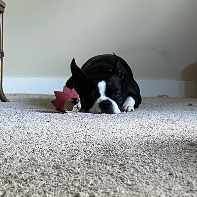 Double Pup Parcel Doggy Gift Box EIGHT Toys/treats - Etsy