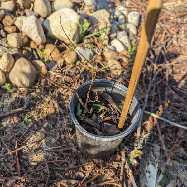 Purple Twilight Flowering Crape Myrtle Trees - Etsy