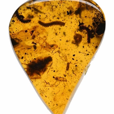 GENUINE Fossil Insect Inclusion in Burmese Amber Kit Includes Magnifier ...