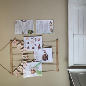 POND ECOSYSTEM Mini Poster, Fact Cards and 3 Part Cards, Nature ...