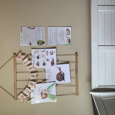 WATERMELON Unit Study, Life Cycle, Anatomy, Nature Study, Science ...