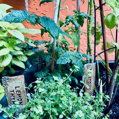 Garden Markers, Herb Stakes, Fruit & Vegetable Labels Handmade Ceramic ...