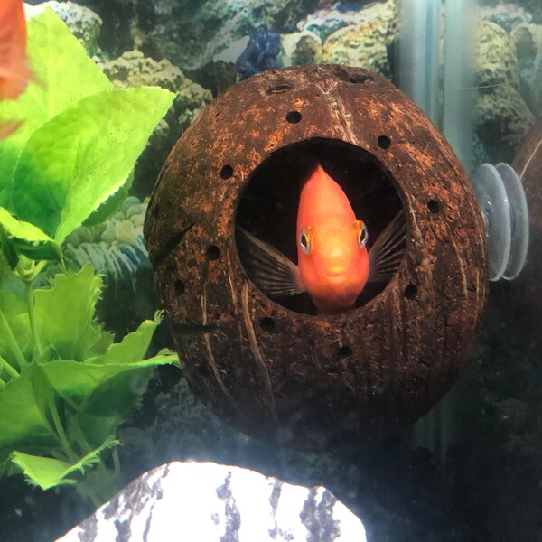 Aquarium Coconut Cave With Sunburst Carving, One Hole or Two Holes. - Etsy