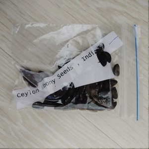 500 Callistemon Citrinus Seeds Crimson Bottle Brush Seeds | Etsy