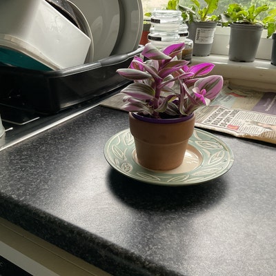 Happy Retirement Rose Bush Gift Wrapped Help A Colleague or Friend ...