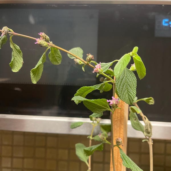 Pitiona (lippia Alba) - Etsy