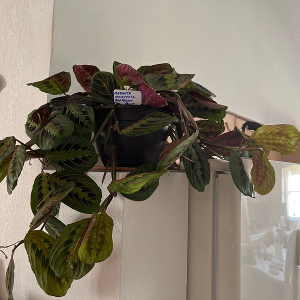 Hanging Red Prayer Plant- Maranta Leuconeura - Etsy