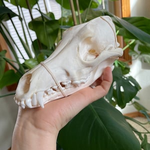 10 Deer First Phalanx Proximal Phalanx Bones Phalanges Knuckle | Etsy