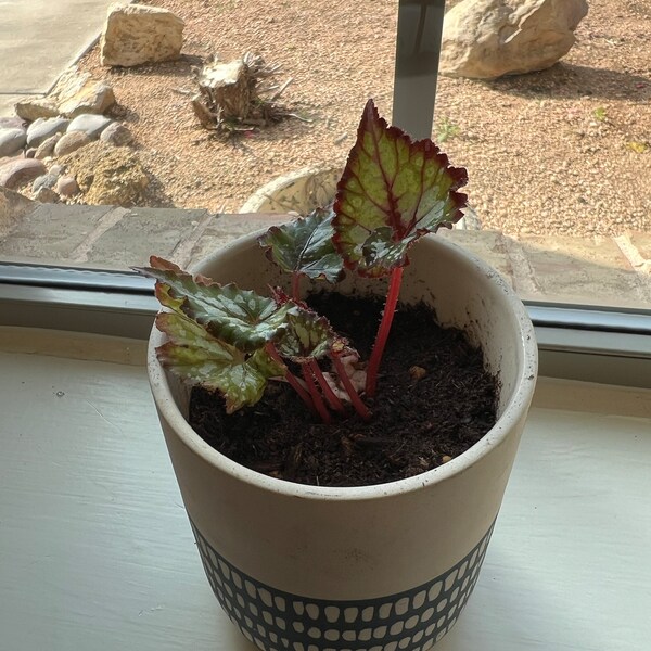 Jurassic Rex Begonia Watermelon Starter Plant ALL STARTER PLANTS ...