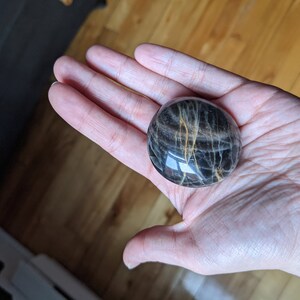 Rare 12-15 Cm Natural Large Conch Shells Natural Water Conch | Etsy