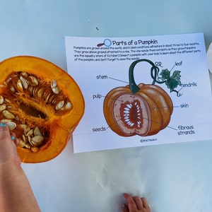 Pumpkin Unit Study Homeschool Learning Materials Charlotte Mason ...