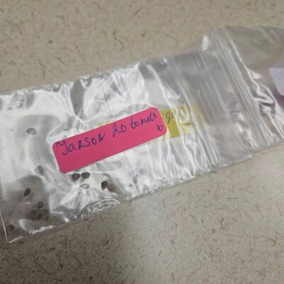 Amber Baron, Tomato Seeds From Kazakhstan Variety - Etsy
