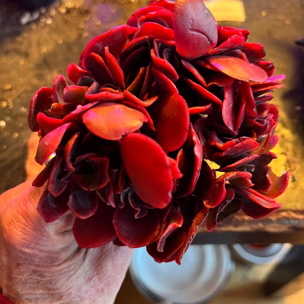 4,5"echeveria Pushke Rare Korean Succulent - Etsy