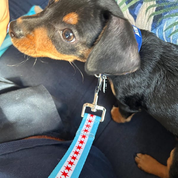 Thanks, Dawg Greeting Card - Thank You Card - Dog Thank You Card - Dog ...