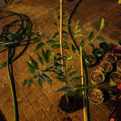 Live Neem Trees, Amazing Useful Trees, 2 to 3 Feet Tall, 1 Gallon does ...