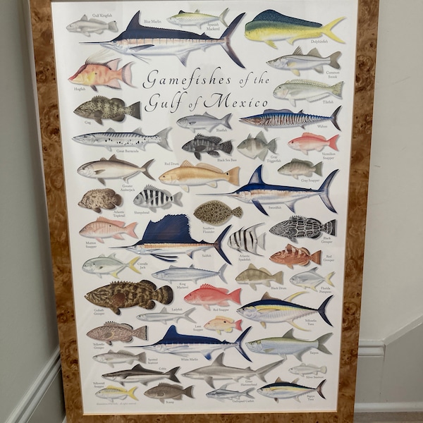18x24 Freshwater Gamefishes of Virginia Poster, Virginia Fishes Poster ...