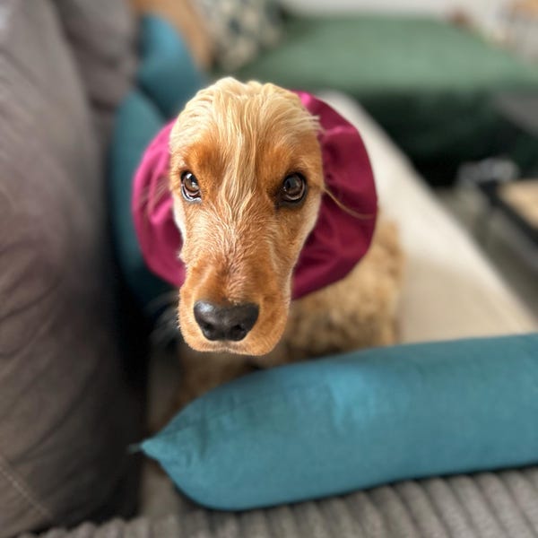 Cotton White Dog Snood tuti-fruti Muslin Cocker Spaniel Snood Basset ...