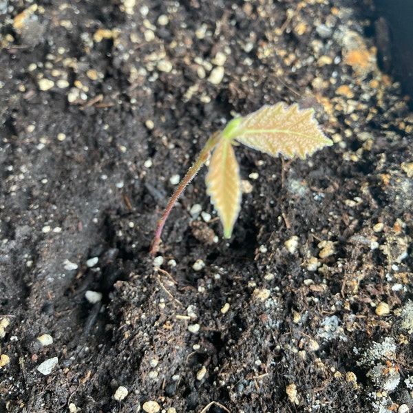 Box Elder Seeds (acer Negundo) - Tree Seeds - Hardiness Zone 2 - 100 ...