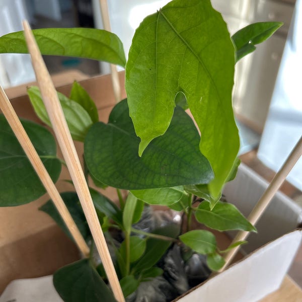 Athens Blue Princess Glory Bush Plant~~tibouchina Urvilleana~small ...