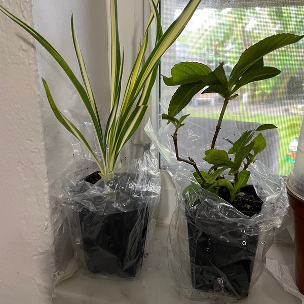 HYDRANGEA MACROPHYLLA 'FIREFLY' - Starter Plant -- Cutback/dormant ...