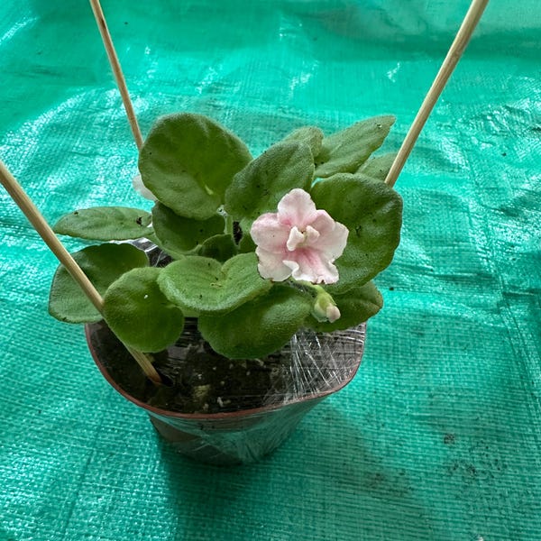 LIVE Splash Plant Pink Polka Dot Plant, Hypoestes Pink 4 Pot, Live Pink ...