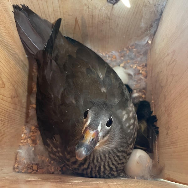 Petterson Style Blue Bird Boxes (2 Boxes) - Etsy