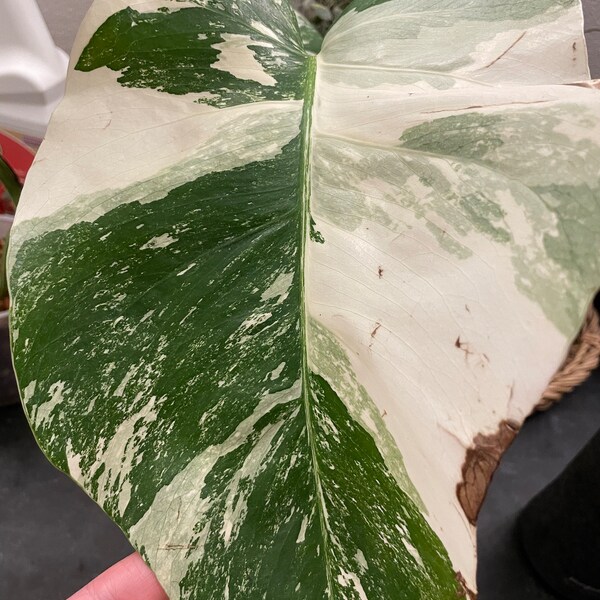 Boho Bamboo Plant Stand | Plant Gifts - Etsy