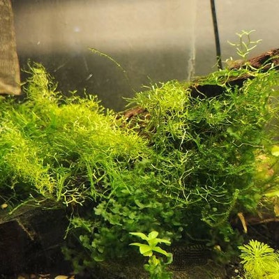 Live Aquarium Plants, Mix Moss Subwassertang, Round Pelia, Monosolenium ...
