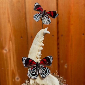 Callicore Kolyma One Real Butterfly Red White Verso Peru - Etsy