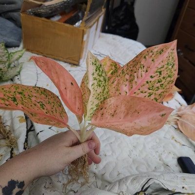 Monstera Marmorata Aurea 2 Leaf by Ship DHL Express Free Phytosanitary ...