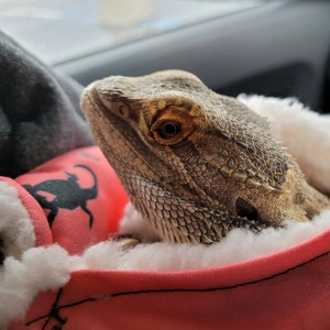 Bearded Dragon Carrier With Black Strap Variations - Etsy