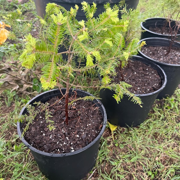 6+ Red Spruce Tree Seedlings From Maine - Etsy