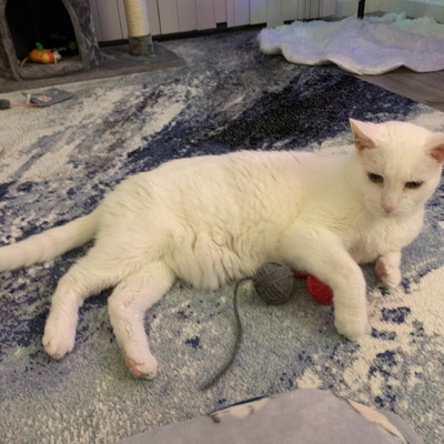 Yarn Ball Toy for Cats, Cat Yarn Toy, Mini Yarn Ball, Cat Yarn Ball ...