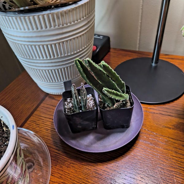 Fire Stick Cactus 6 Inch Sticks on Fire Cactus Tirucalli Live Cacti ...