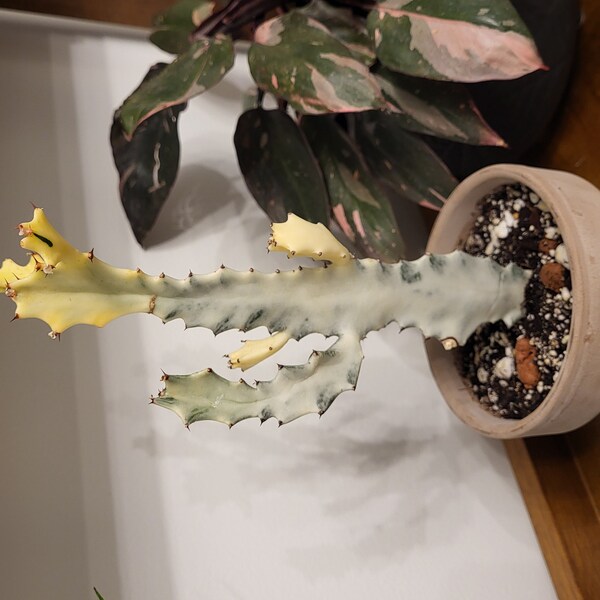 4” Melocactus Azureus - Turk's Cap Cactus - Flowering Cactus - Blue ...